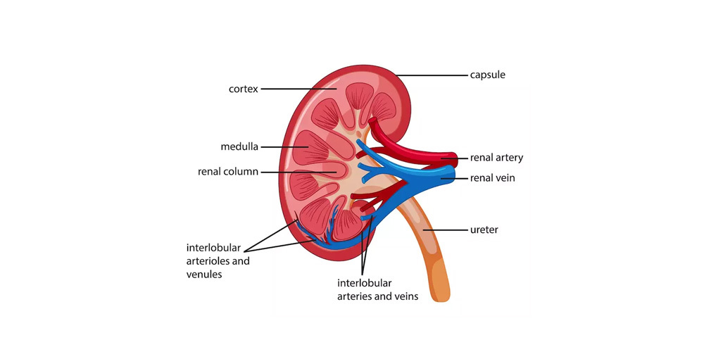 Kidney Introduction Structure Anatomy Functions GeeksforGeeks Kidney Introduction Structure Anatomy Functions GeeksforGeeks