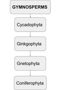 Gymnosperms | Class 9 Biology - GeeksforGeeks