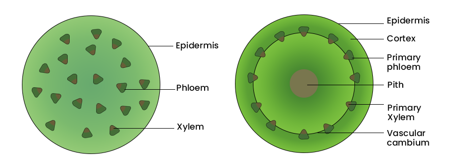 Monocot And Dicot Stems Definition Structure Characteristics 