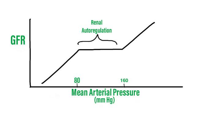 Glomerular Filtration - GeeksforGeeks