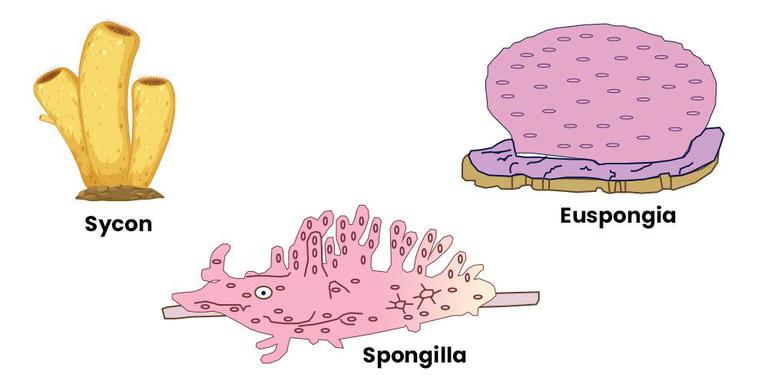 Phylum Porifera | Class 9 Biology - GeeksforGeeks