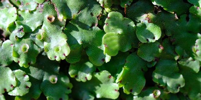 Liverworts - GeeksforGeeks