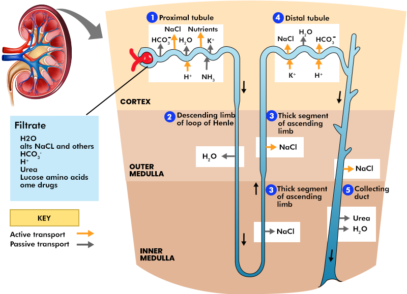 Glomerular Filtration Definition Working Filtration Rate FAQs