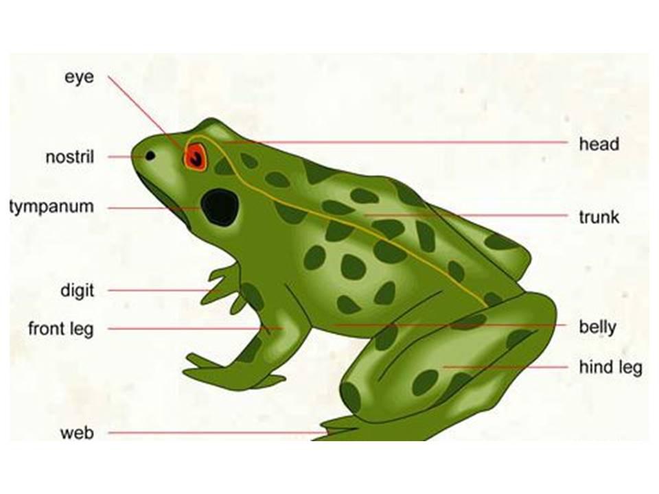 Morphology And Anatomy Of Frogs GeeksforGeeks Morphology And Anatomy Of Frogs GeeksforGeeks