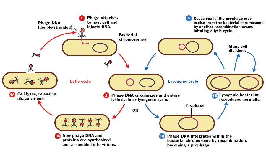 Lytic Cycle of Virus - GeeksforGeeks