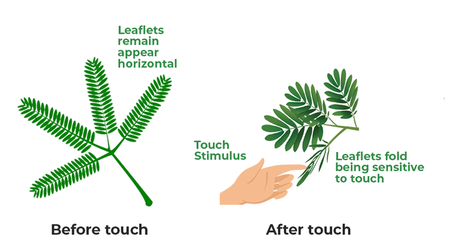 Movement Due to Growth in Plants - GeeksforGeeks