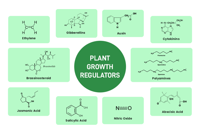 Coordination in Plants - GeeksforGeeks