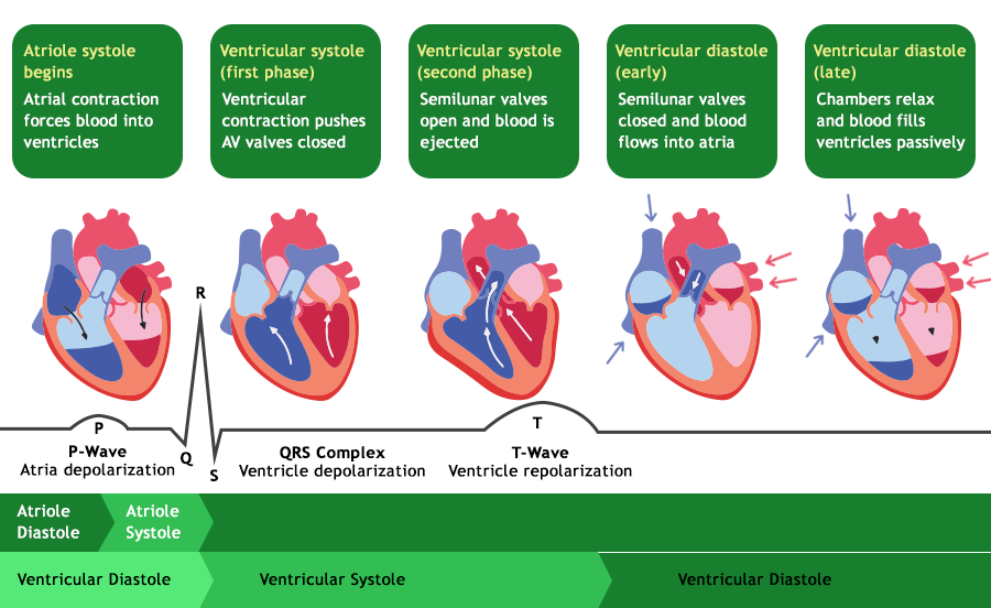 Cardiac Cycle Class 11 Biology GeeksforGeeks