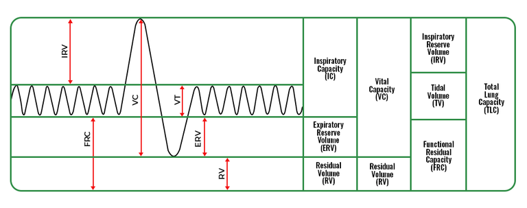 Lung Volumes And Capacities - GeeksforGeeks
