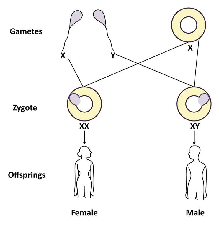 Heredity Geeksforgeeks