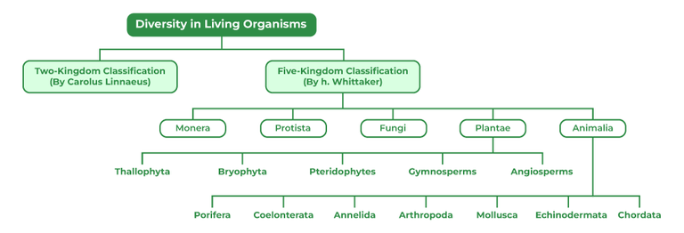 Gymnosperms | Class 9 Biology - GeeksforGeeks