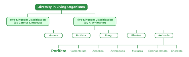 Phylum Porifera | Class 9 Biology - GeeksforGeeks