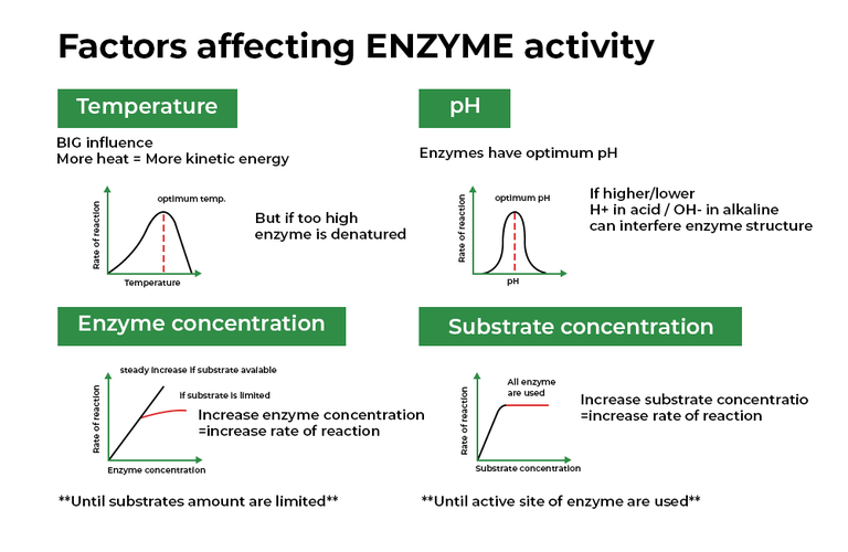 Factors Affecting Enzyme Activity - GeeksforGeeks