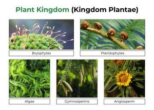 Biological Classification - GeeksforGeeks
