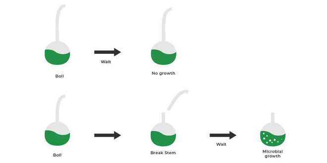 Spontaneous Generation Theory - GeeksforGeeks