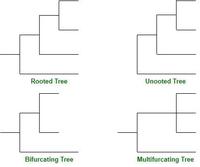 Phylogenetic Trees - Definition, Parts, Types, Importance, and FAQs