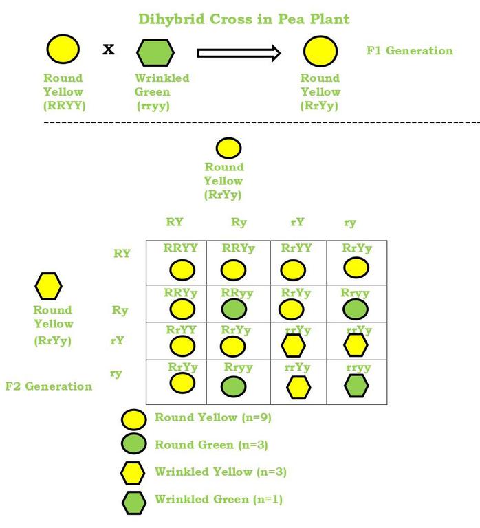 What is the Ratio of Dihybrid Cross?