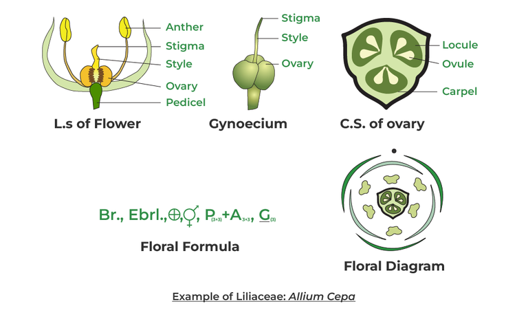 Solanaceae, Fabaceae, Liliaceae: Family Description - GeeksforGeeks
