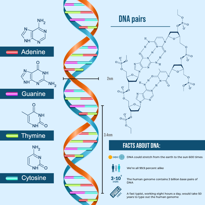Rna Nucleotideo Uracila Rna Nucleotideo Uracila