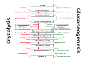 Gluconeogenesis - Pathway, Significance, and Regulation - GeeksforGeeks
