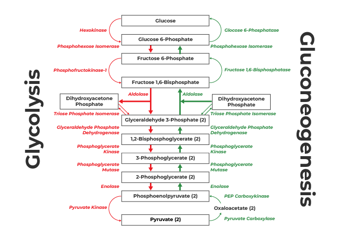 Gluconeogenesis Pathway Significance And Regulation GeeksforGeeks