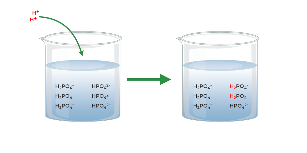 Buffer Solution Definition Types Formula Examples And FAQs Buffer Solution Definition Types Formula Examples And FAQs