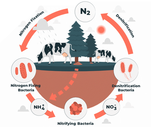 Nitrogen Cycle - GeeksforGeeks