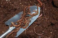 Earthworm Anatomy - GeeksforGeeks