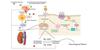 Glucocorticoid Signaling - GeeksforGeeks
