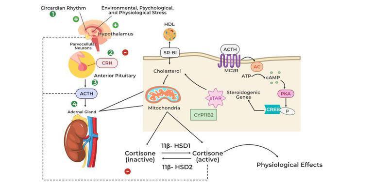 Glucocorticoid Signaling - GeeksforGeeks
