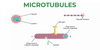Microtubules: Structure & Function - GeeksforGeeks