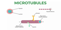 Microtubules: Structure & Function - GeeksforGeeks