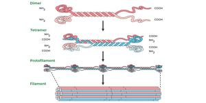 Cytoskeleton - Definition, Structure, Components, Functions - GeeksforGeeks