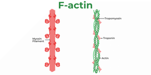 Cytoskeleton - Definition, Structure, Components, Functions - GeeksforGeeks