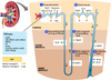 Reabsorption in Kidney - GeeksforGeeks