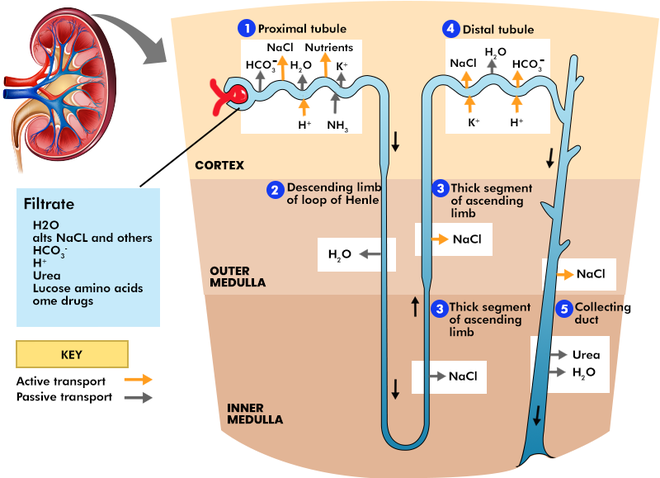 Reabsorption in Kidney - GeeksforGeeks
