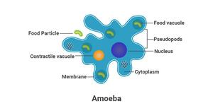 What is Amoeba? Definition, Structure, Classification, Nutrition ...