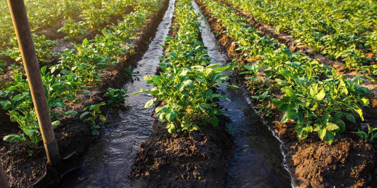 Irrigation: Meaning, Types, Methods and Importance - GeeksforGeeks