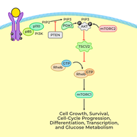 Akt Signaling - GeeksforGeeks