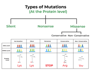 Mutation - GeeksforGeeks