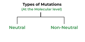 Mutation - GeeksforGeeks