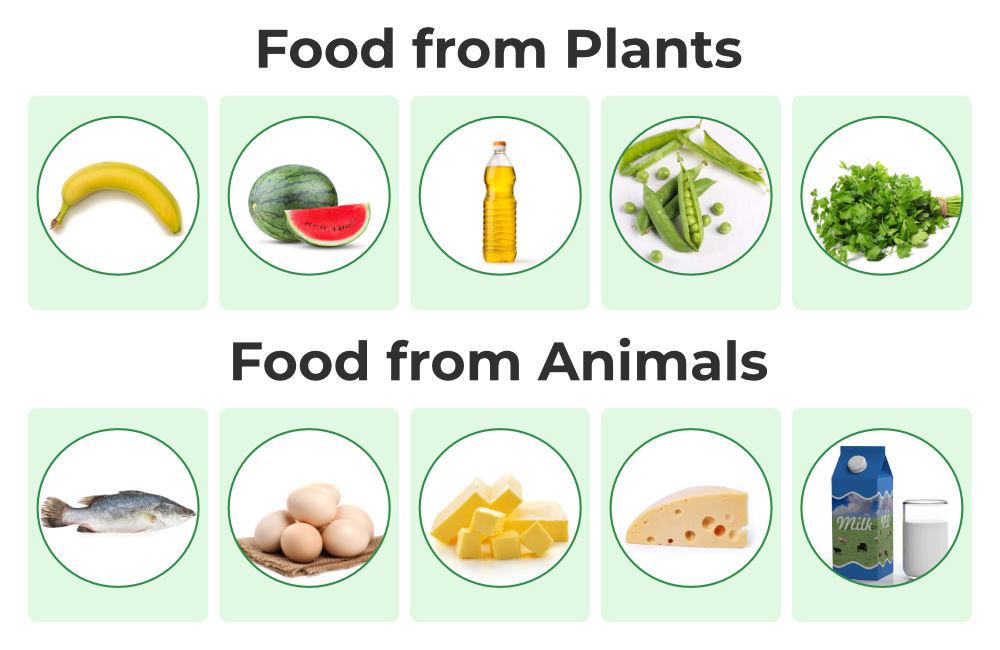 What Eat Plants And Animals At Annabelle Parkhill Blog