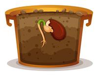 Seed Germination - GeeksforGeeks