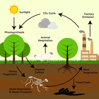 What is Nutrient Cycling? - GeeksforGeeks