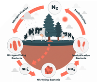 What is Nutrient Cycling? - GeeksforGeeks