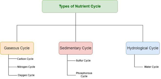 What is Nutrient Cycling? - GeeksforGeeks