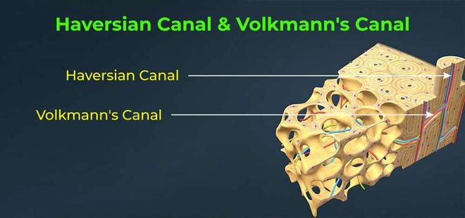 Difference Between Haversian Canal and Volkmann's canal - GeeksforGeeks