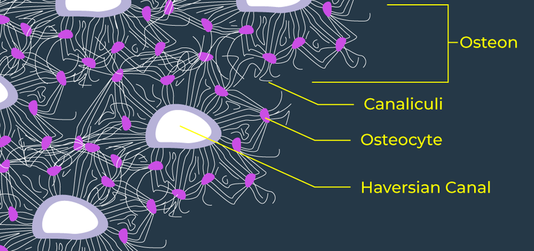 Difference Between Haversian Canal and Volkmann's canal - GeeksforGeeks