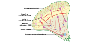 Cell-to-Matrix Interaction - GeeksforGeeks
