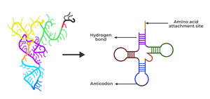 Transfer RNA-Structure, Function and FAQs